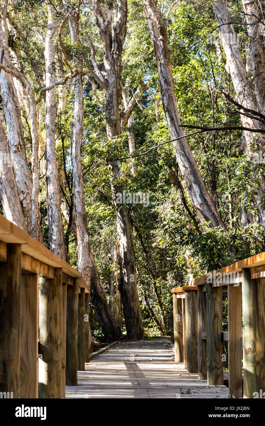 Wooden nature boardwalk surrounded by tall eucalyptus gumtrees Stock ...