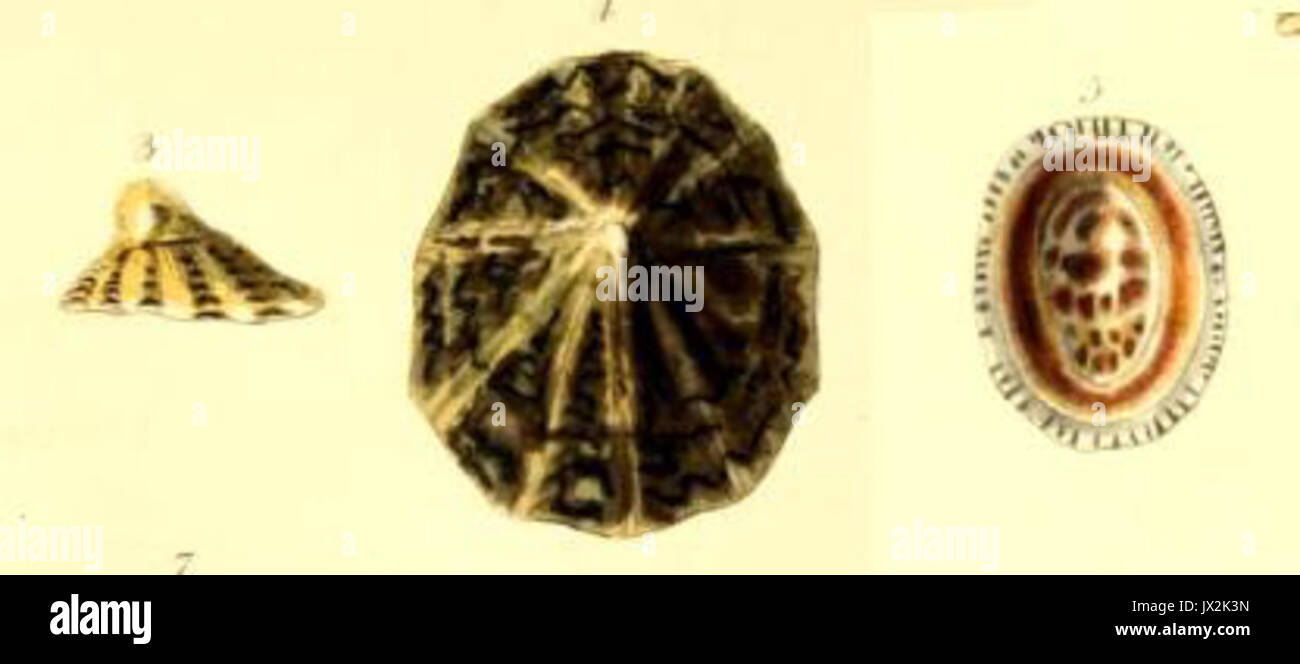 Scurria variabilis shells colour Stock Photo - Alamy