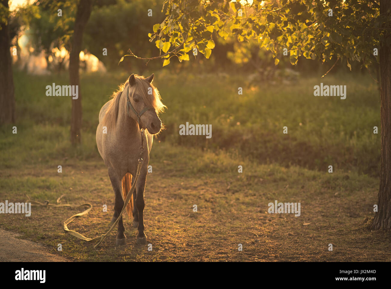 Chained horse hi-res stock photography and images - Alamy
