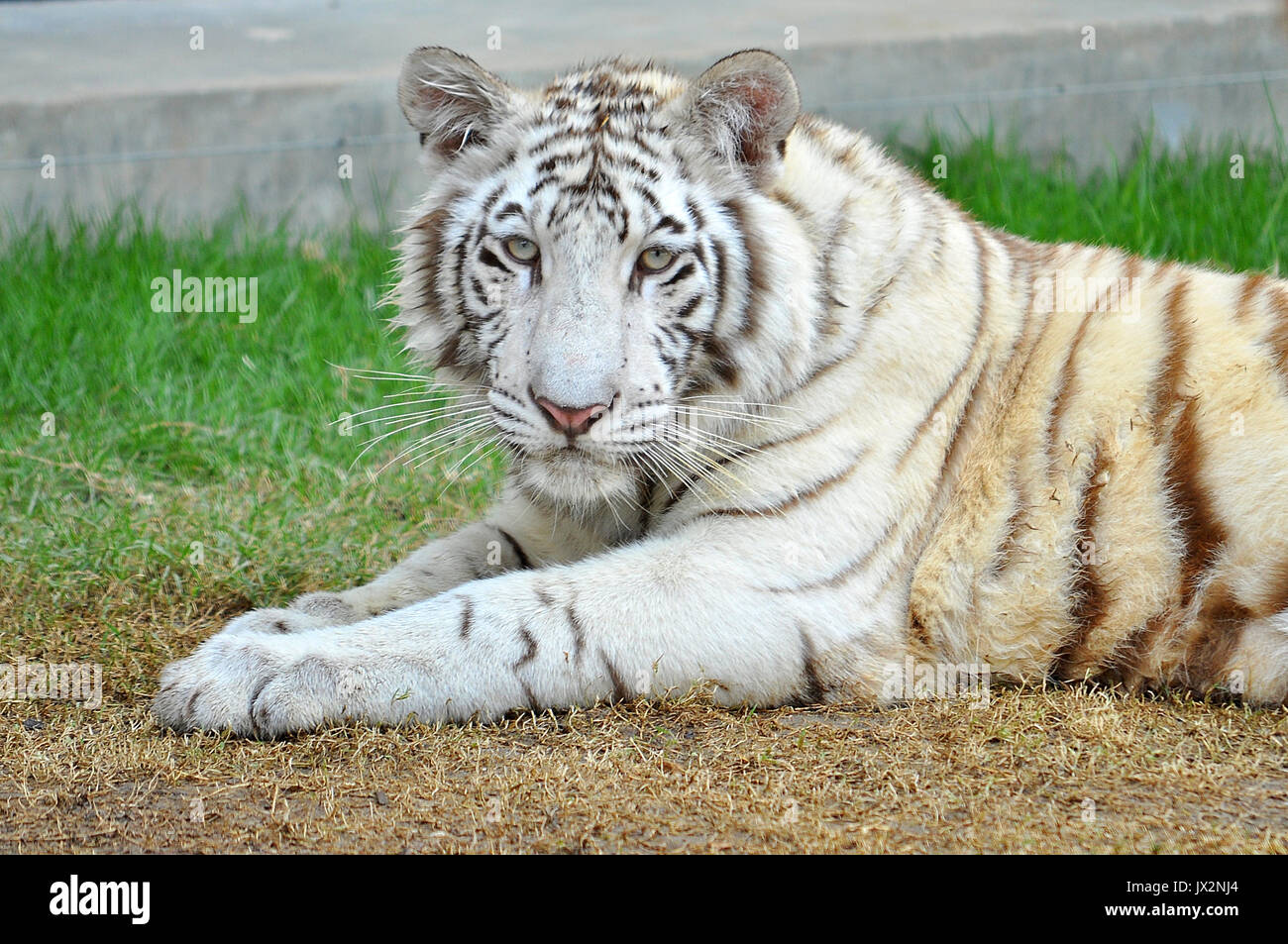 To date, the only known white tigers have been from the Bengal tiger ...
