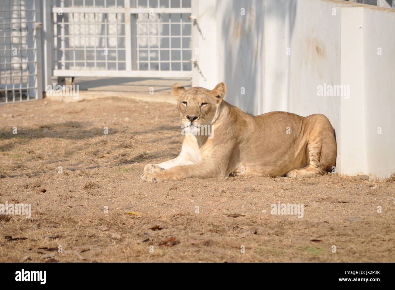 Lion resting lioness preying hi-res stock photography and images - Alamy