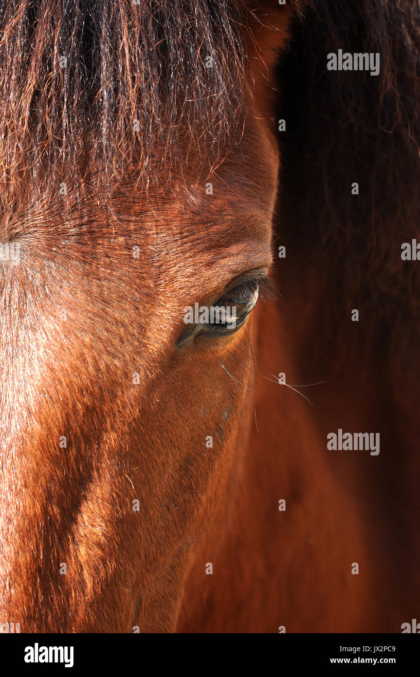 The equine eye is the largest of any land mammal Stock Photo - Alamy