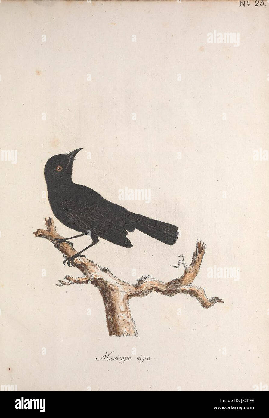 Pomarea hi-res stock photography and images - Alamy