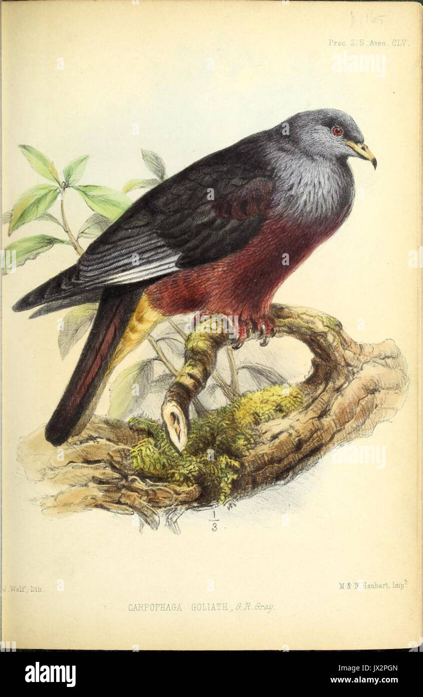 Ducula goliath plate 1859 Stock Photo - Alamy