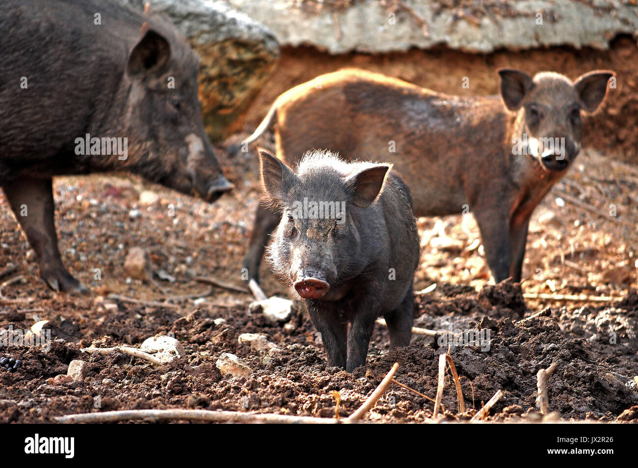 Living boar hi-res stock photography and images - Alamy
