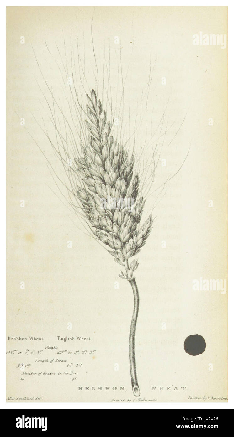 Heshbon hi-res stock photography and images - Alamy