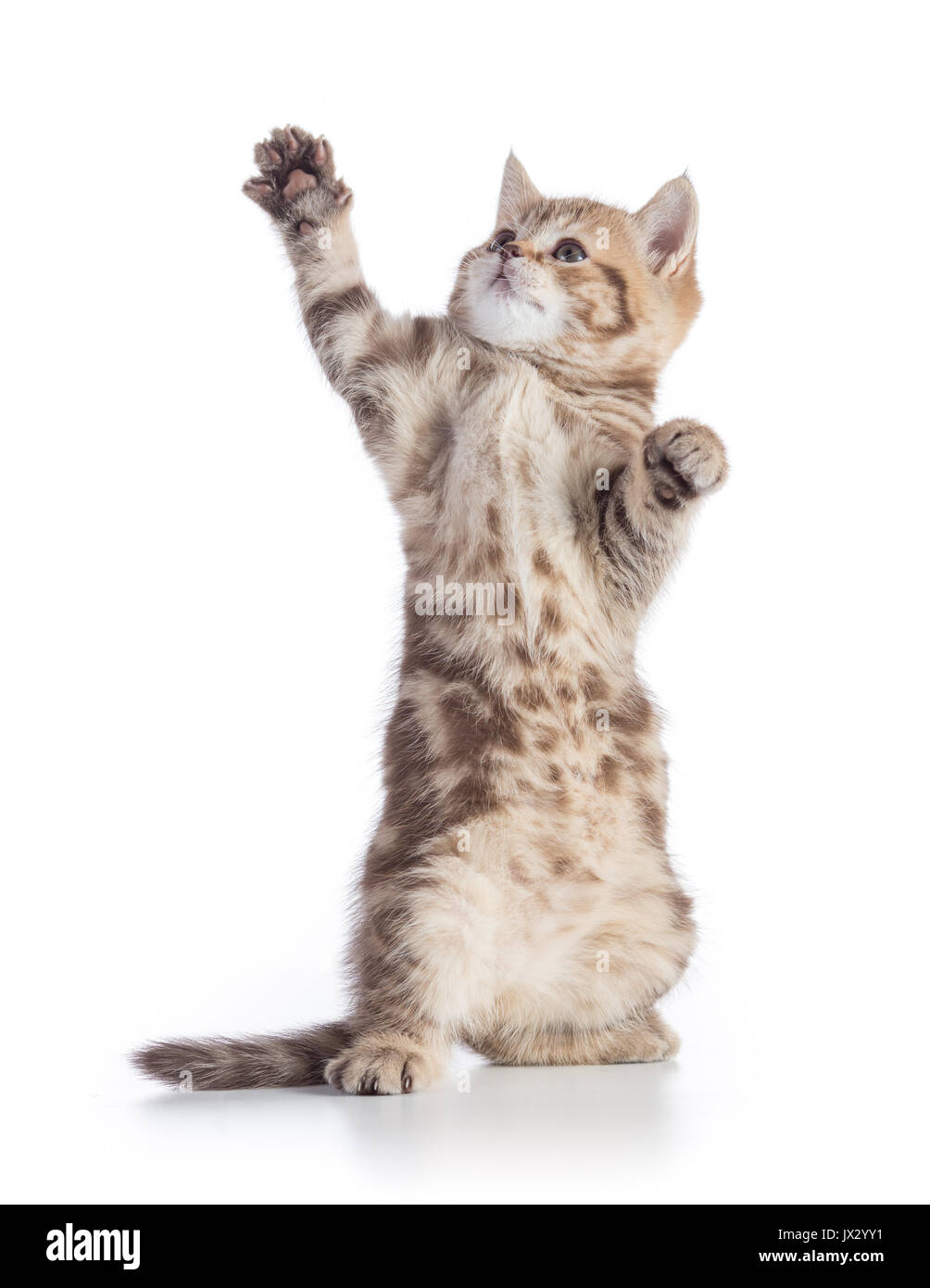 Funny cat standing or catching and looking up isolated Stock Photo - Alamy