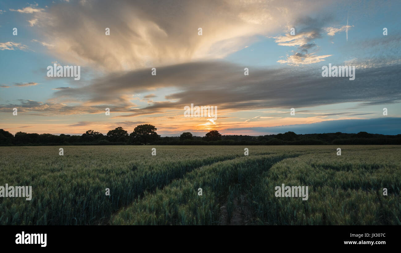 Golden wheatfield in sunset hi-res stock photography and images - Alamy