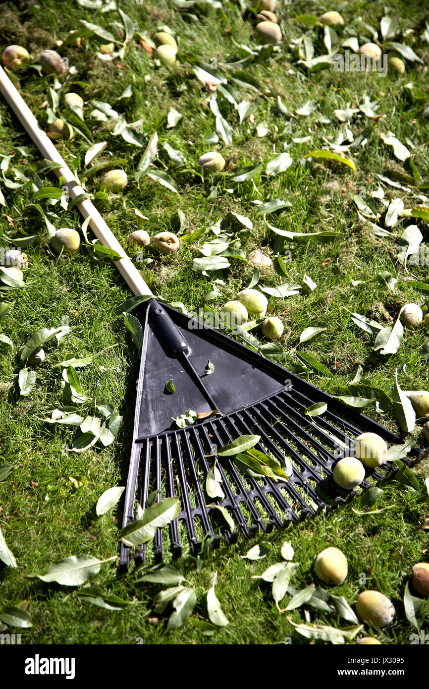 Rake and almond nut collection Stock Photo - Alamy