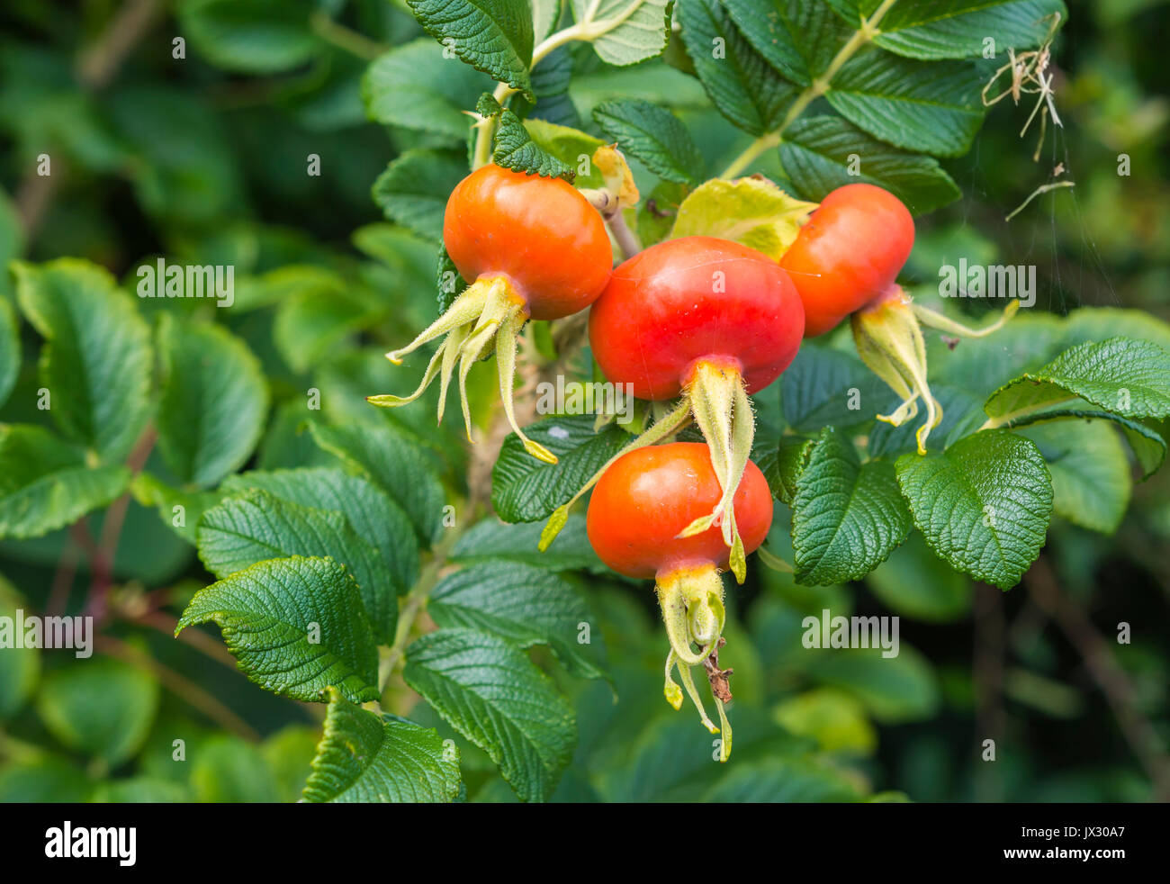 Rose Hip, also called Rose Haw and Rose Hep, an accessory fruit of the ...