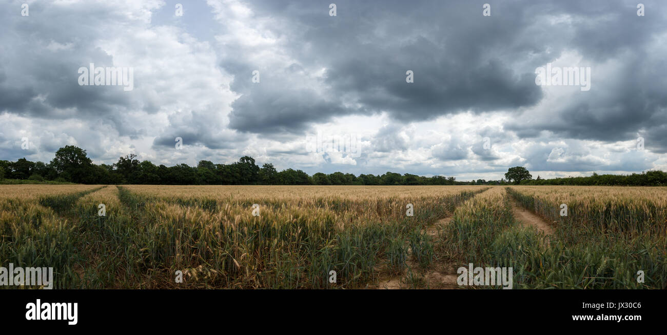 Dramatic skies over wheat field hi-res stock photography and images - Alamy