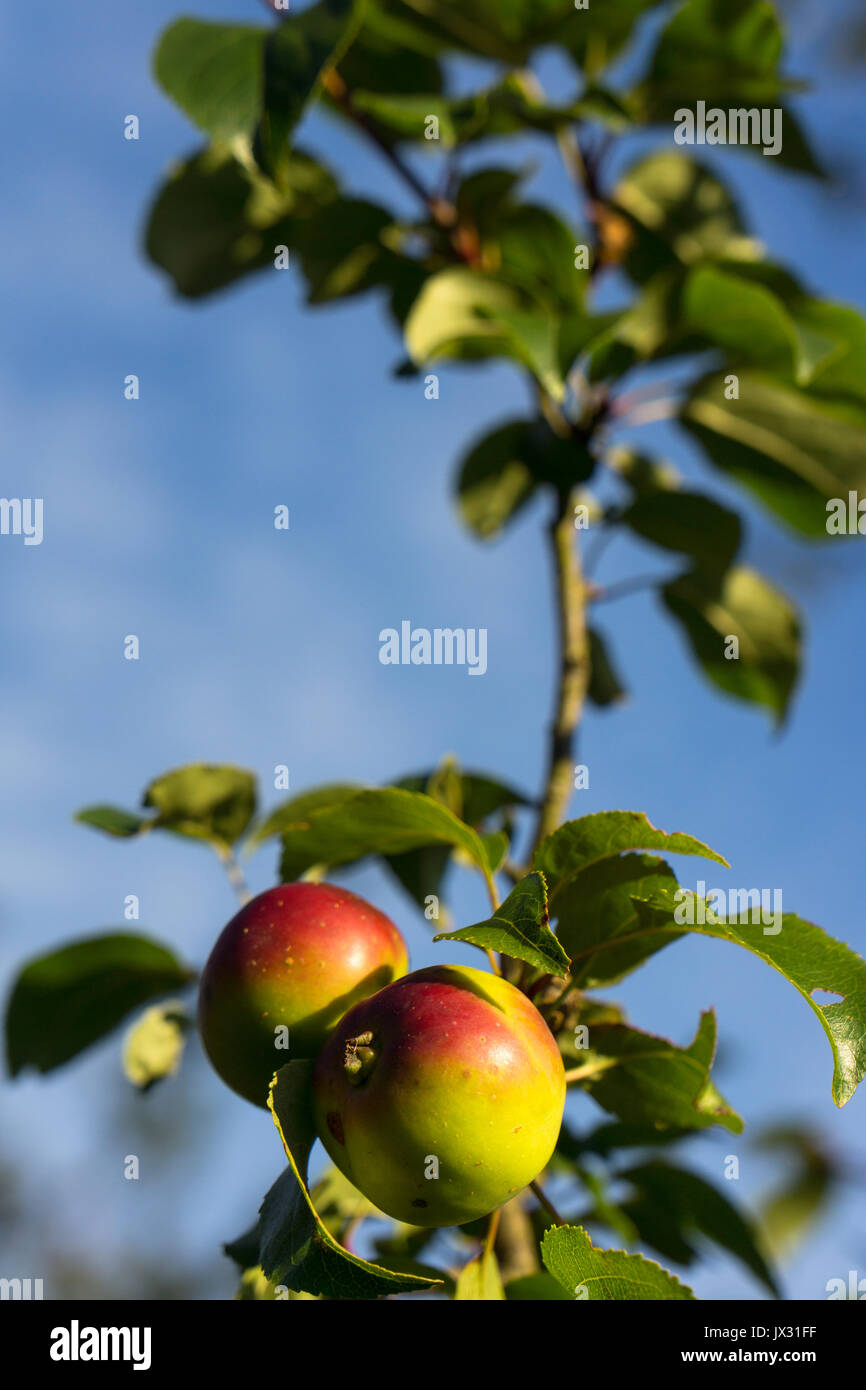 Wild apple tree hi-res stock photography and images - Alamy