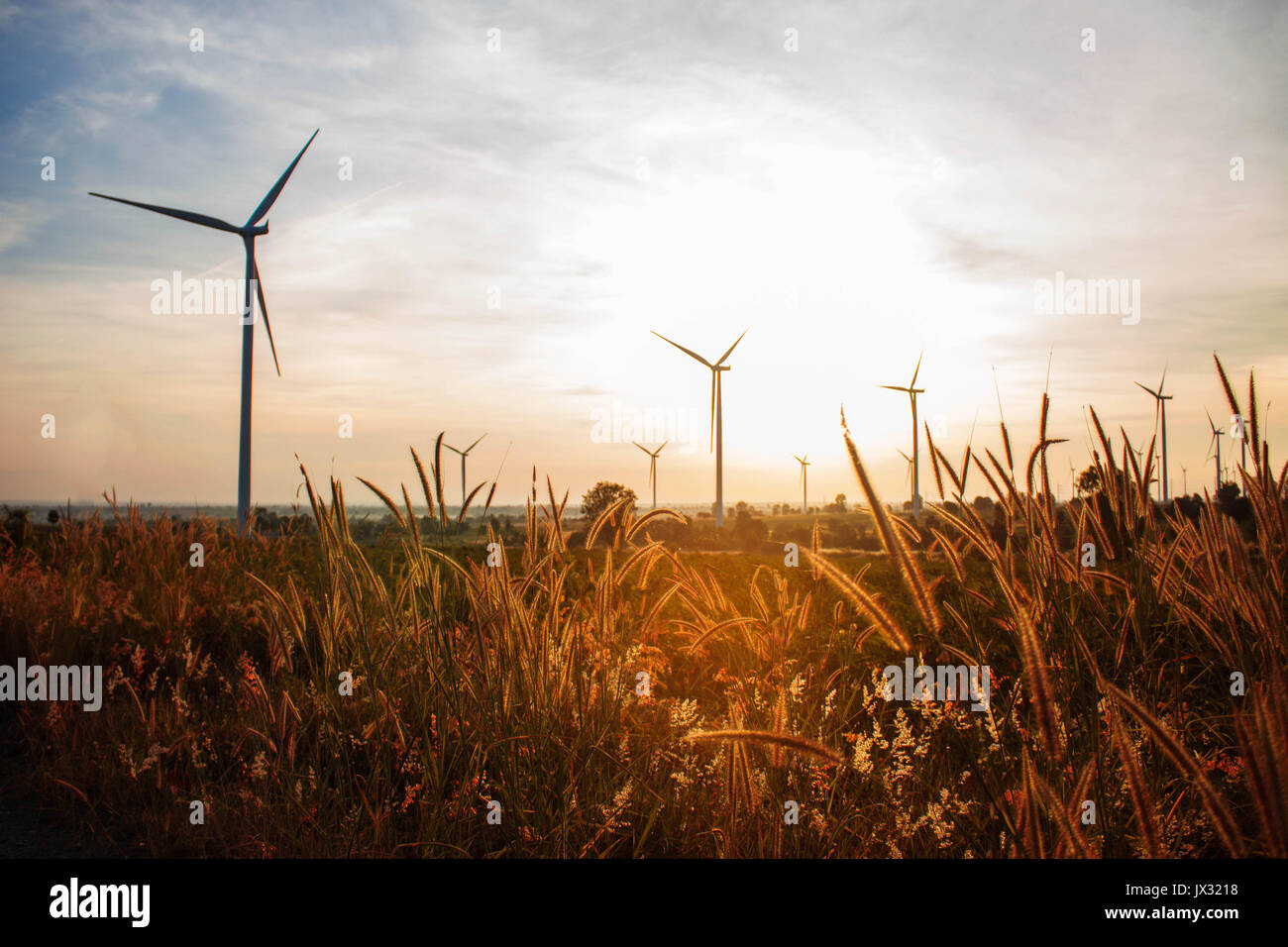 Grass in wind turbine farm with golden light morning Stock Photo - Alamy