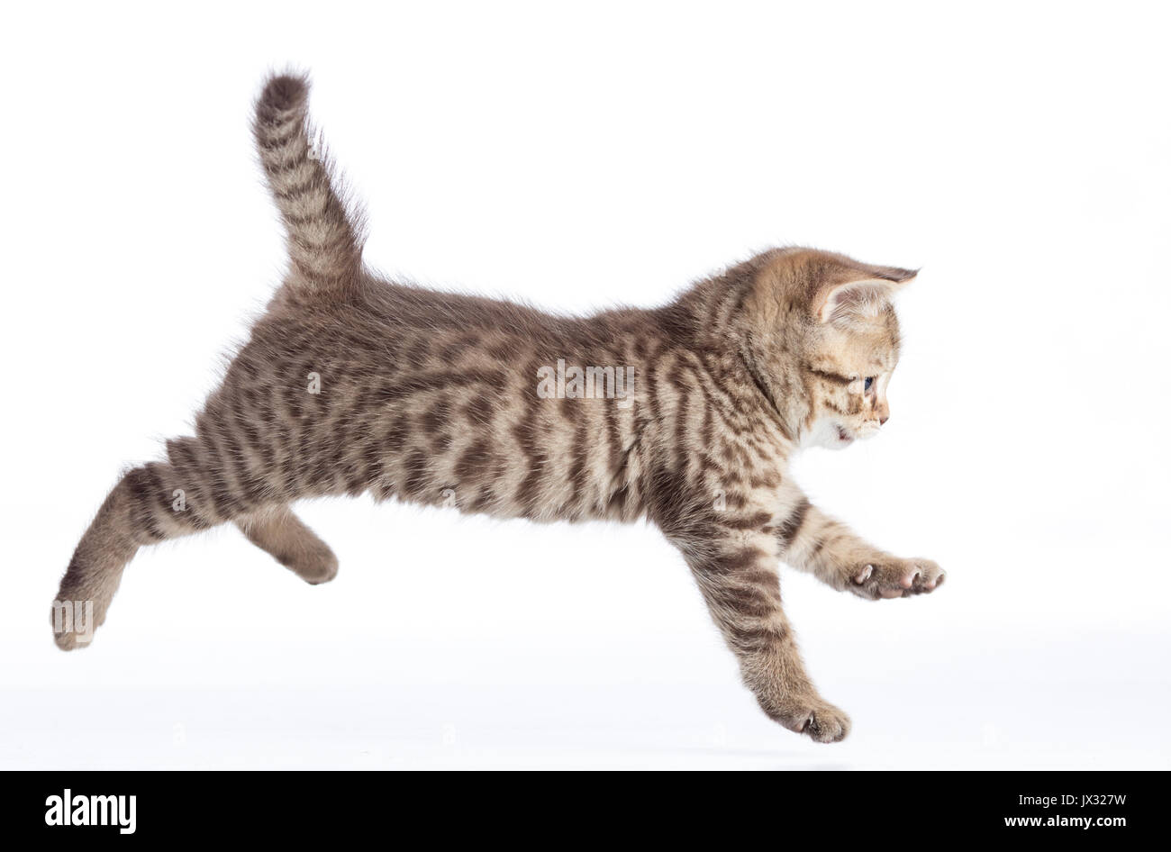Active running cat side view isolated Stock Photo - Alamy