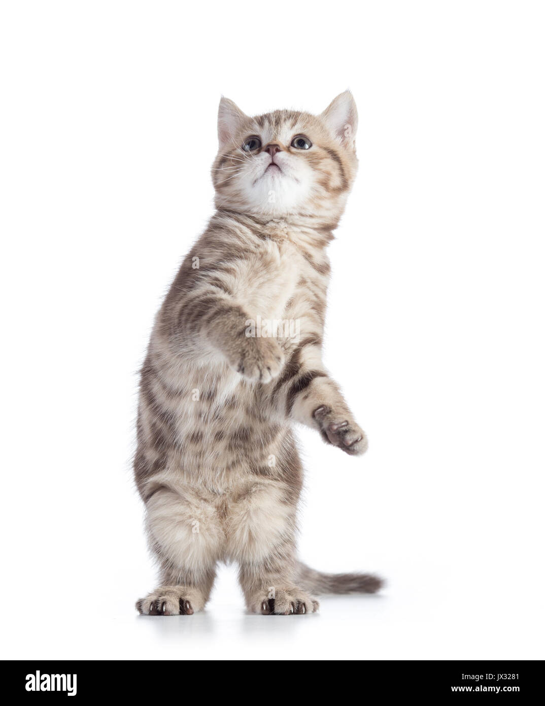 Funny cat standing isolated on white Stock Photo - Alamy