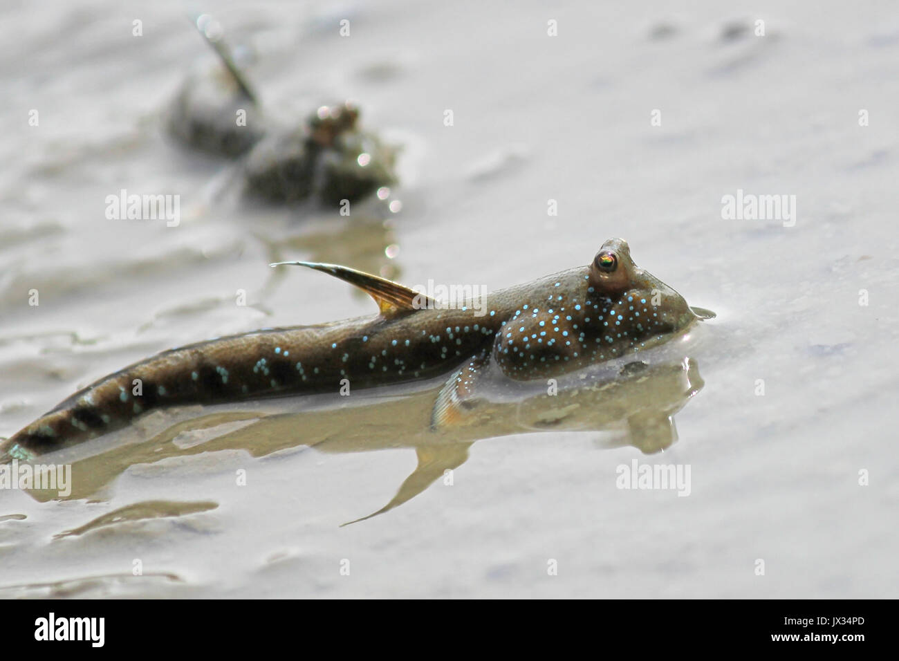 Swamp Fish Species