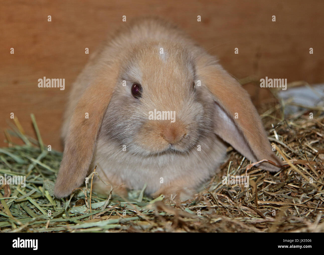 Cream Harleguin Mini-Lop Rabbit Doe Kit Stock Photo - Alamy