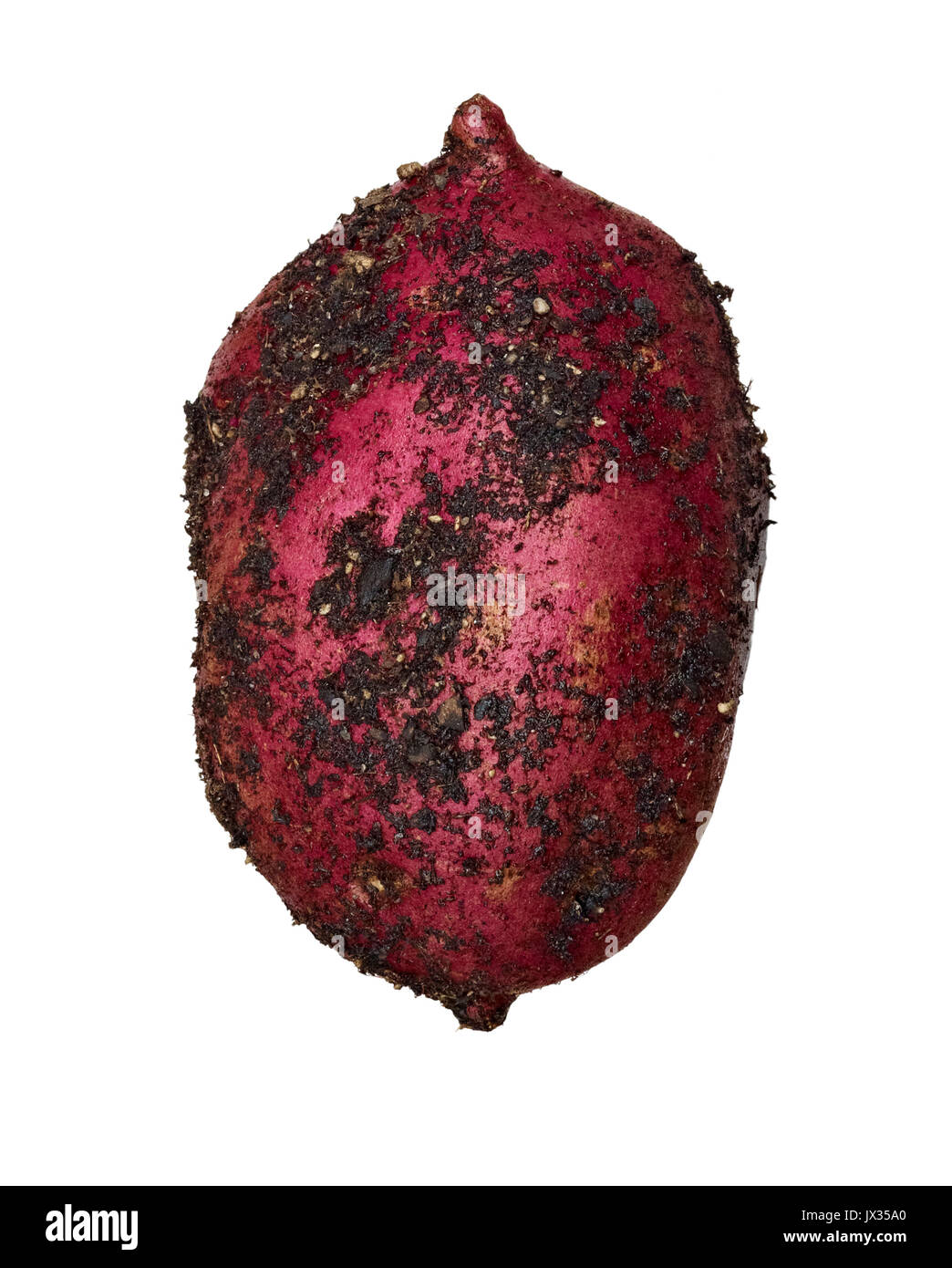 Red sweet potato kumera Stock Photo - Alamy