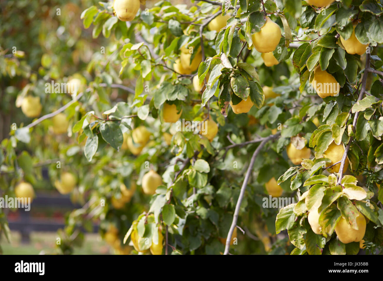 Fruit laden hi-res stock photography and images - Alamy