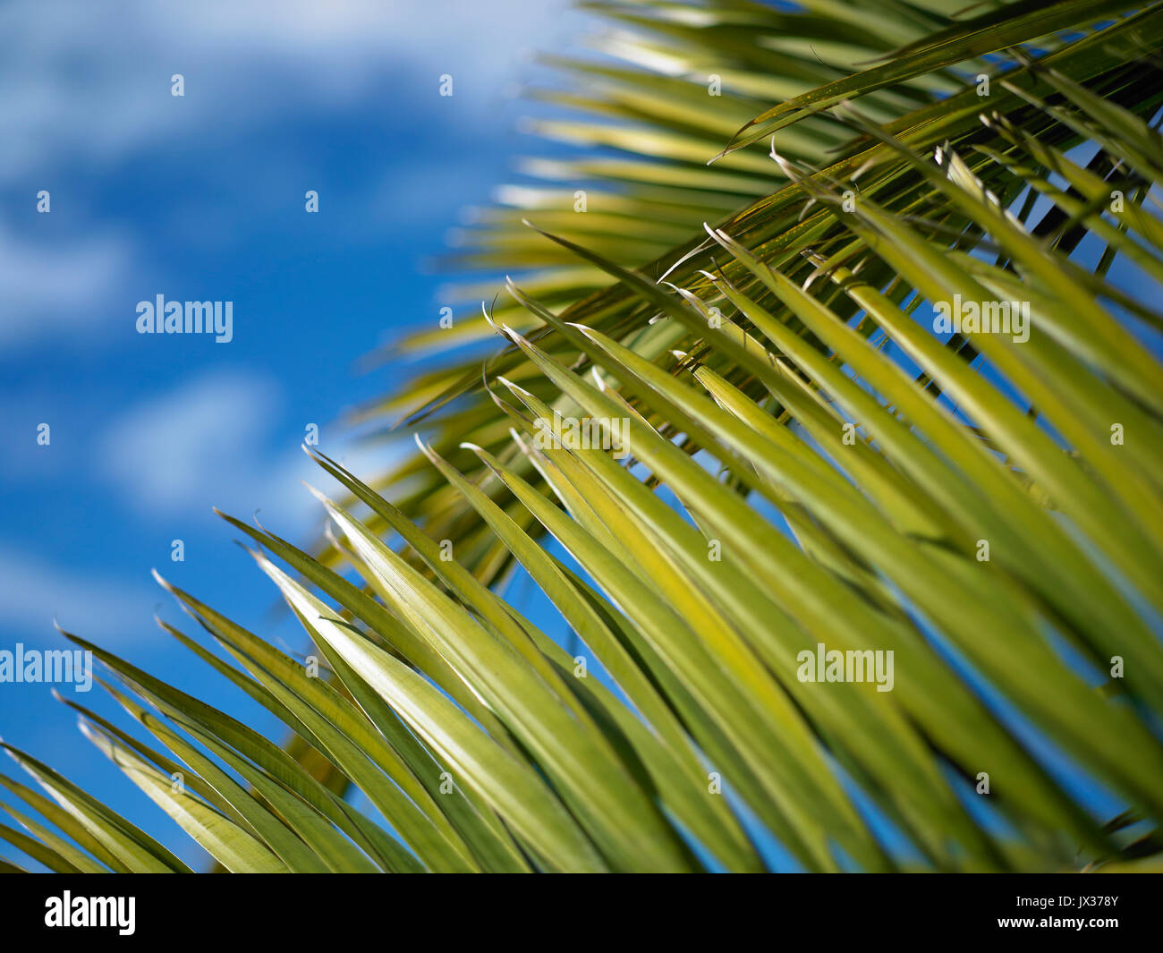Spiky palm fronds hi-res stock photography and images - Alamy