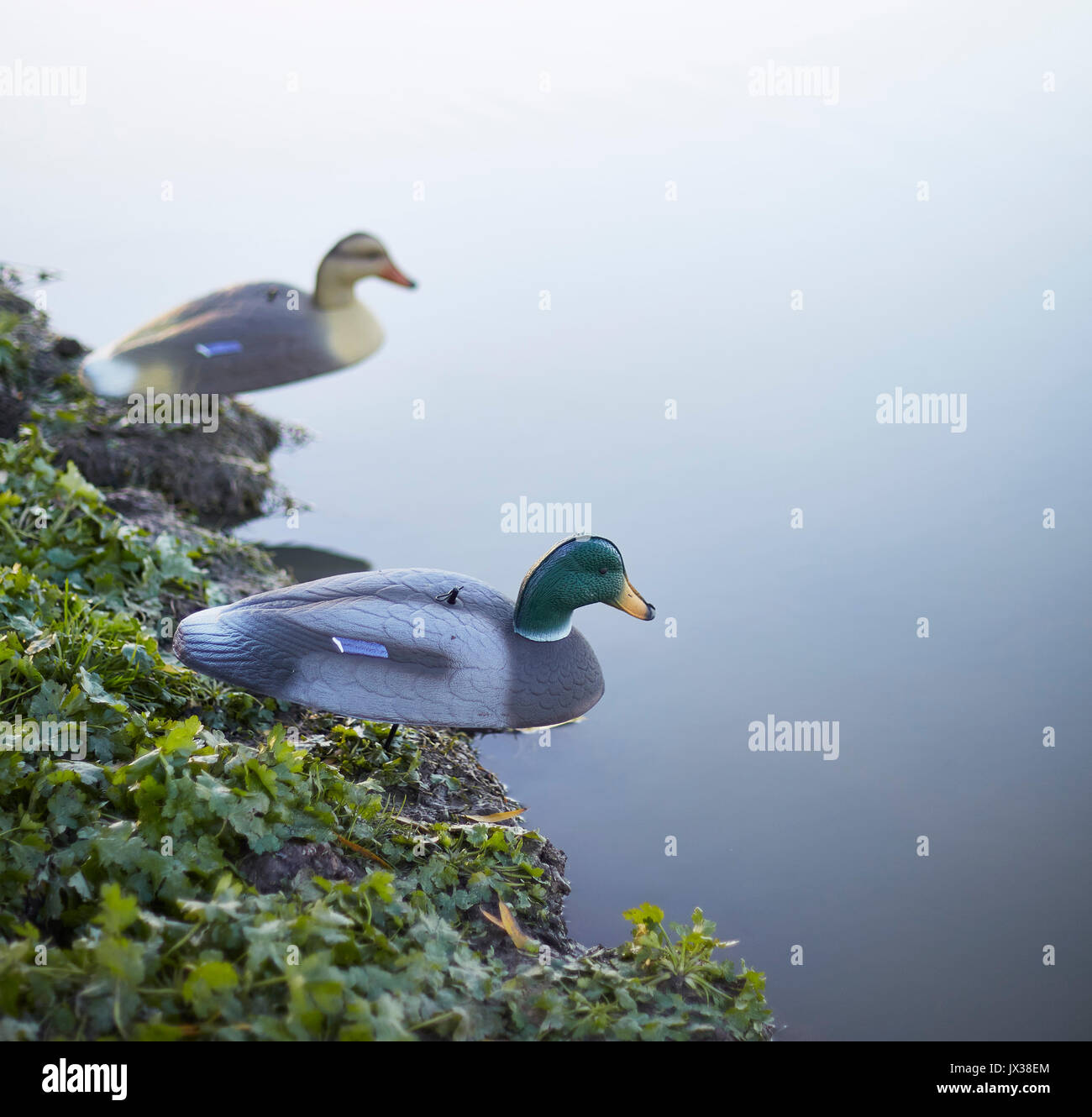 Fake ducks hi-res stock photography and images - Alamy