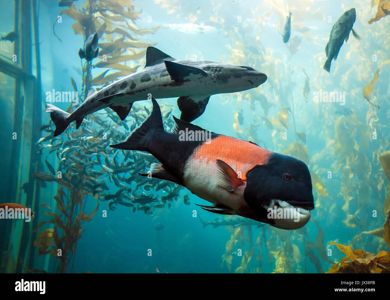 Monterey bay aquarium hi-res stock photography and images - Alamy