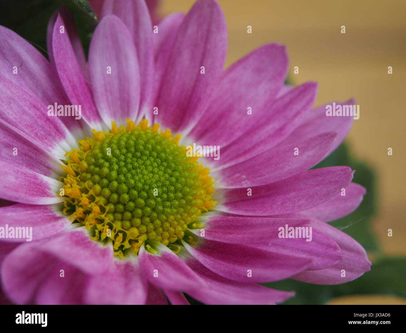 Macro shot pink daisy hi-res stock photography and images - Alamy