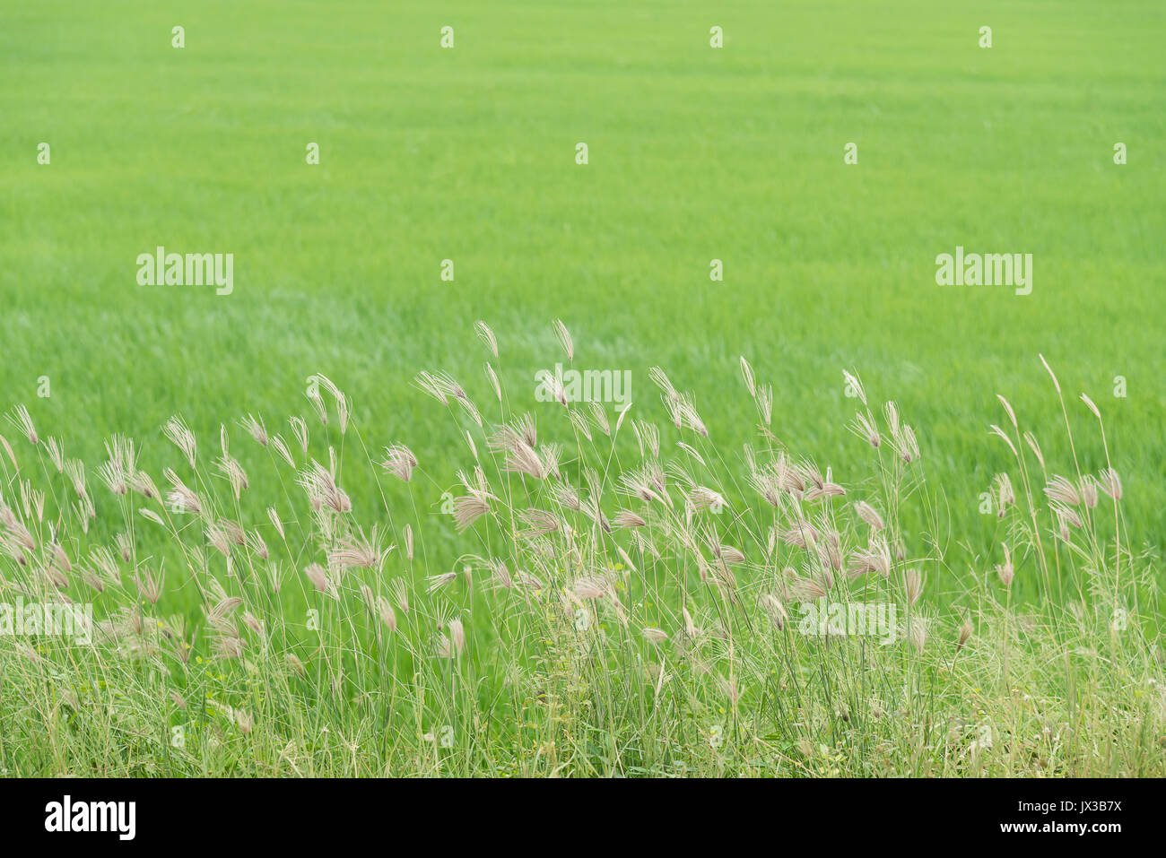 Flowers grass in the wind on green field background Stock Photo - Alamy