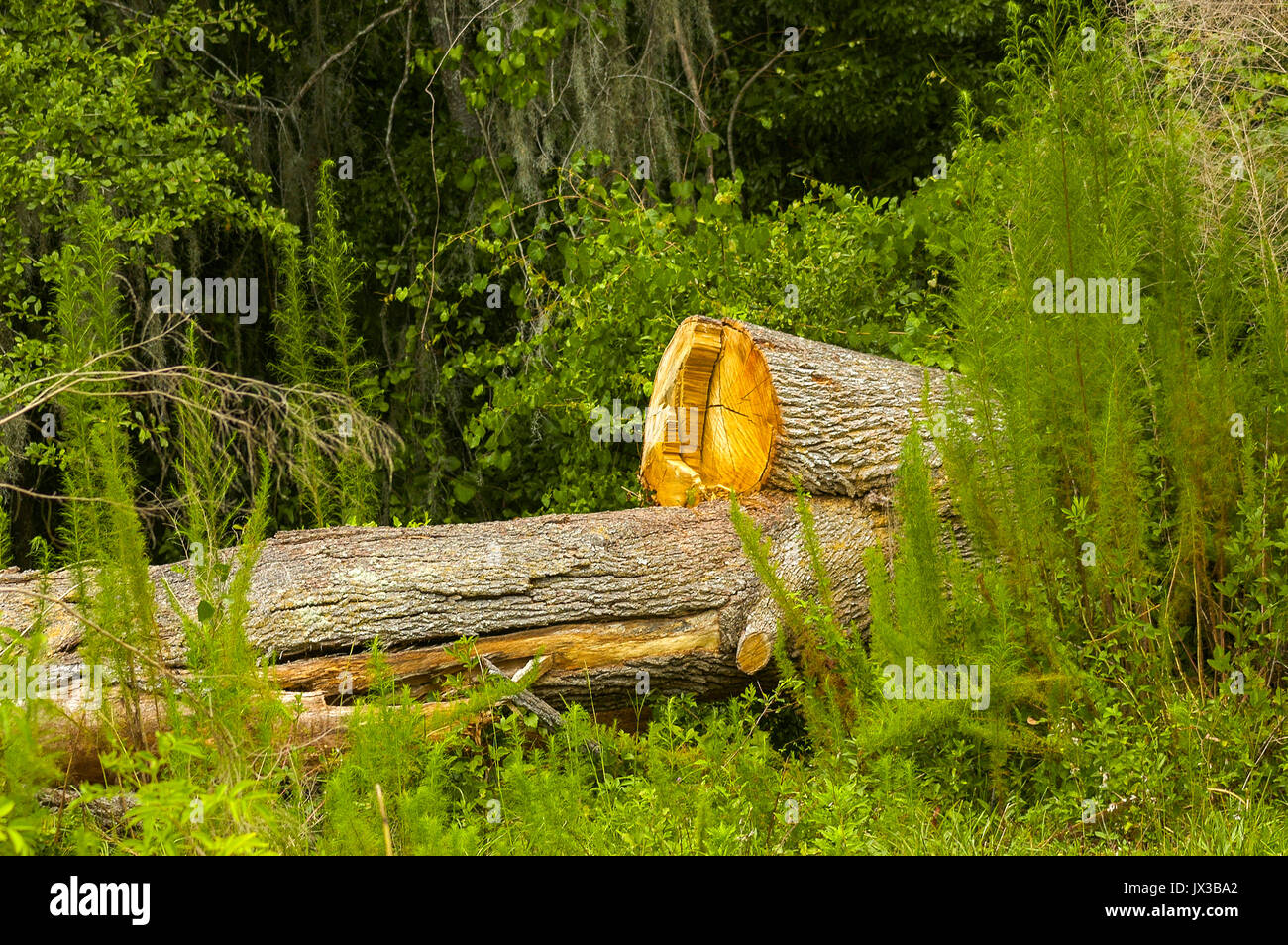 Oak tree cut hi-res stock photography and images - Alamy