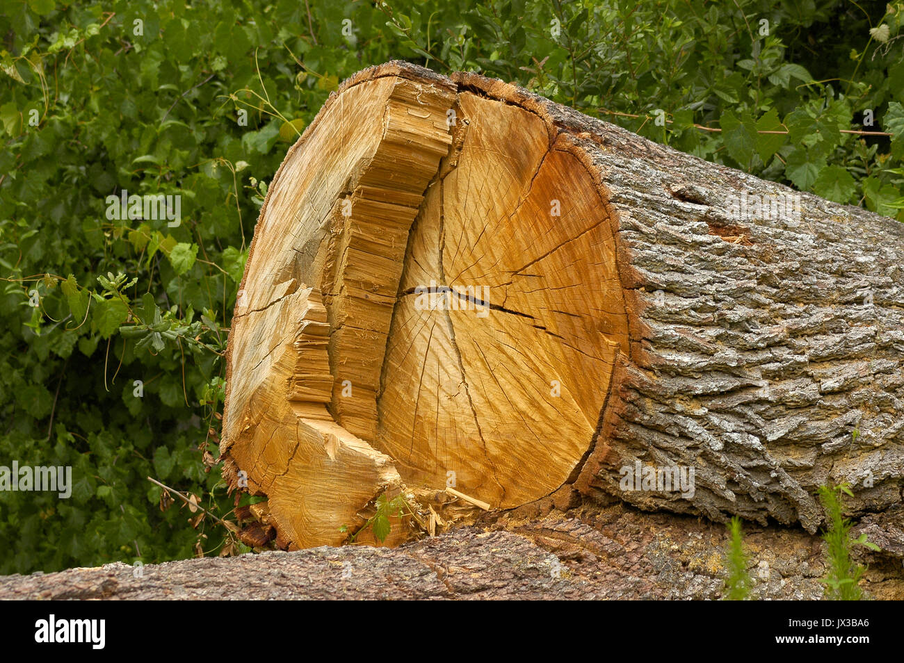 Mossy dead oak tree cut up on rural property Stock Photo - Alamy