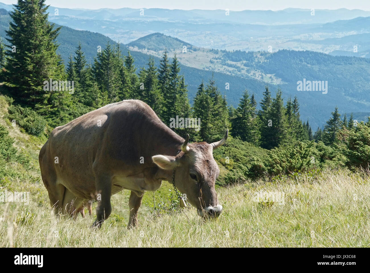 mountain scenery with cow in Carpathians Stock Photo - Alamy