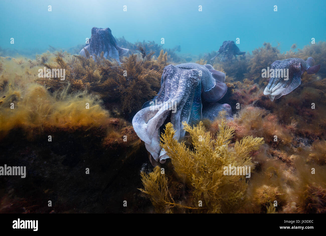 Australian giant cuttlefish mating during the annual mating migration ...