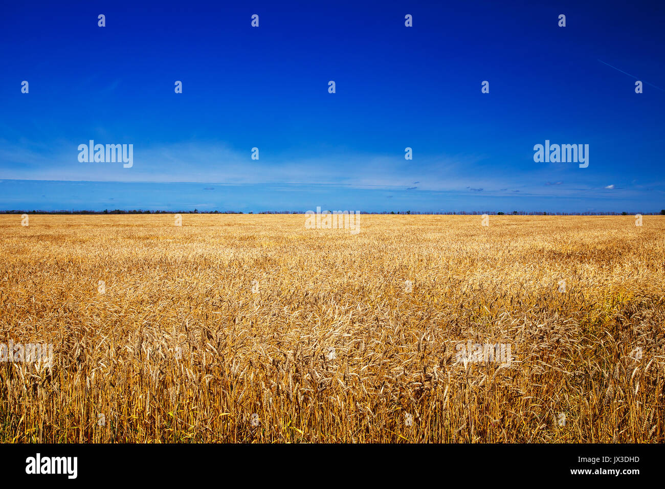 Field of wheat in the summer noon. Agricultural business Stock Photo ...