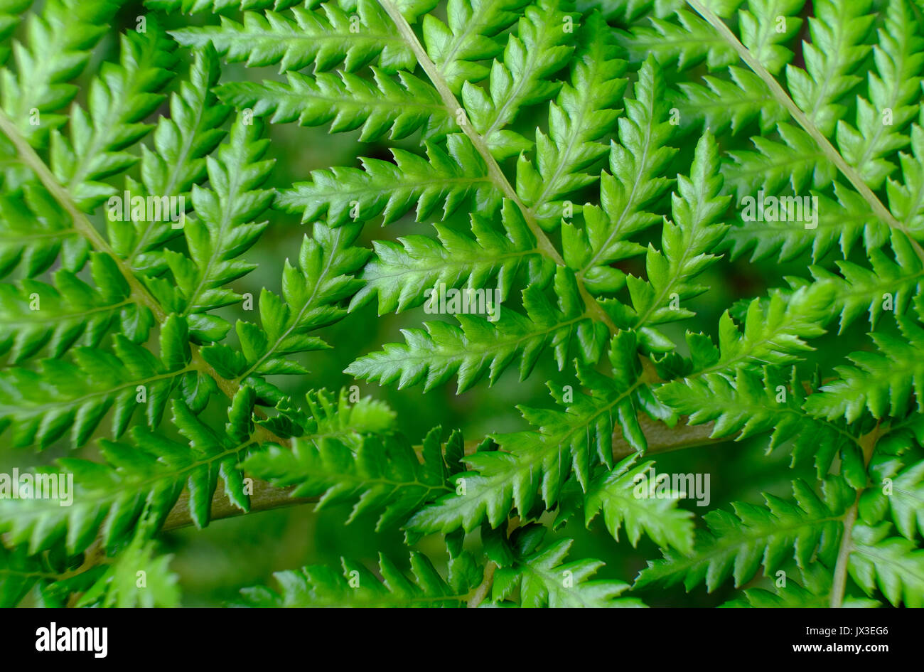 green tree fern fronds Stock Photo - Alamy