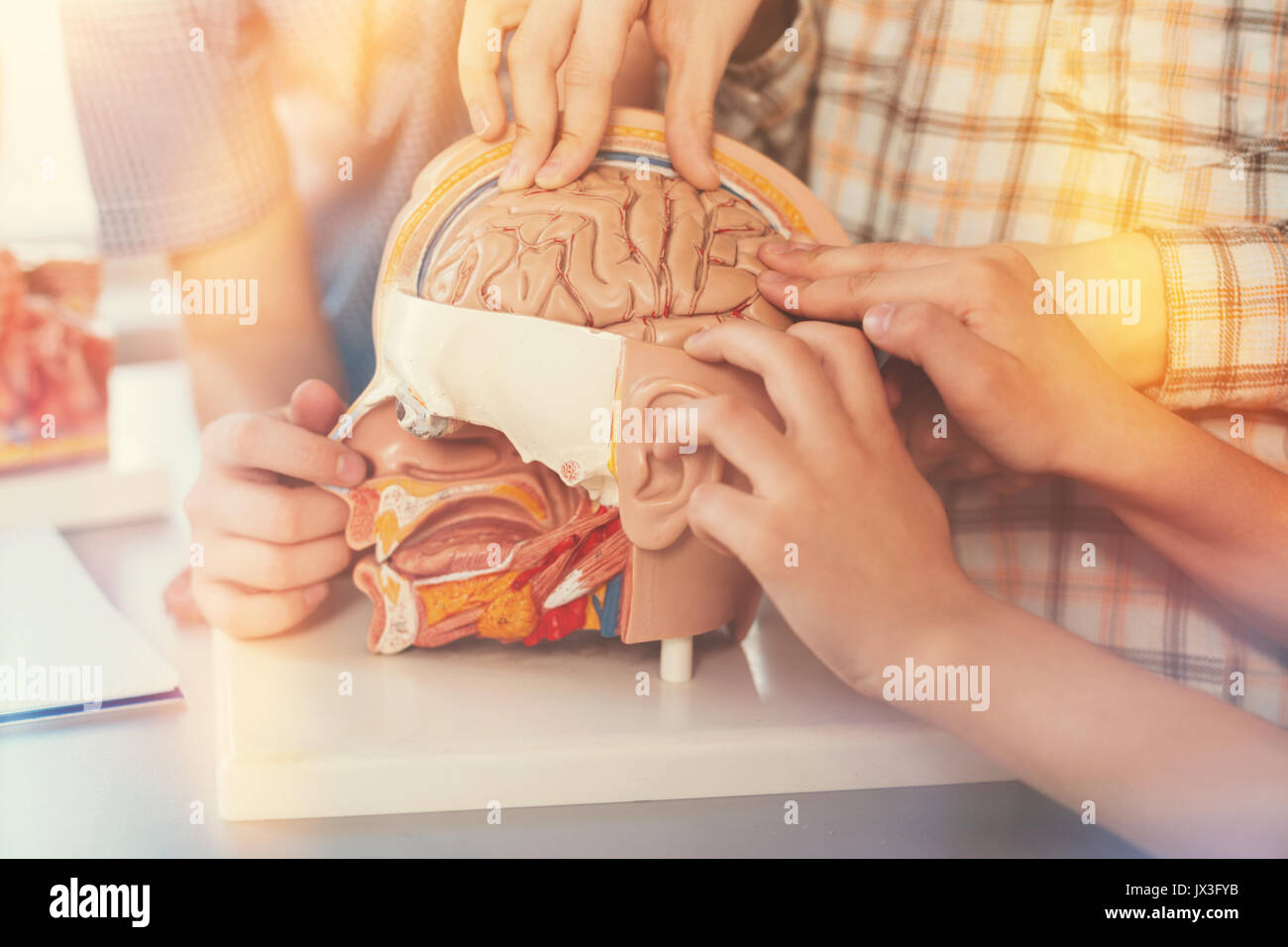 Close up of little hands that touching model of human brains Stock ...