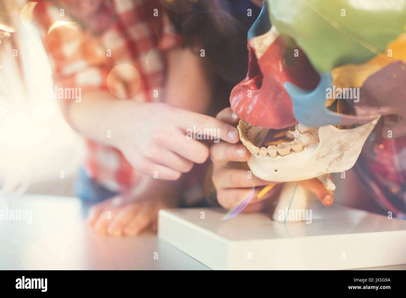 Curious pupils counting details in model of skull Stock Photo - Alamy
