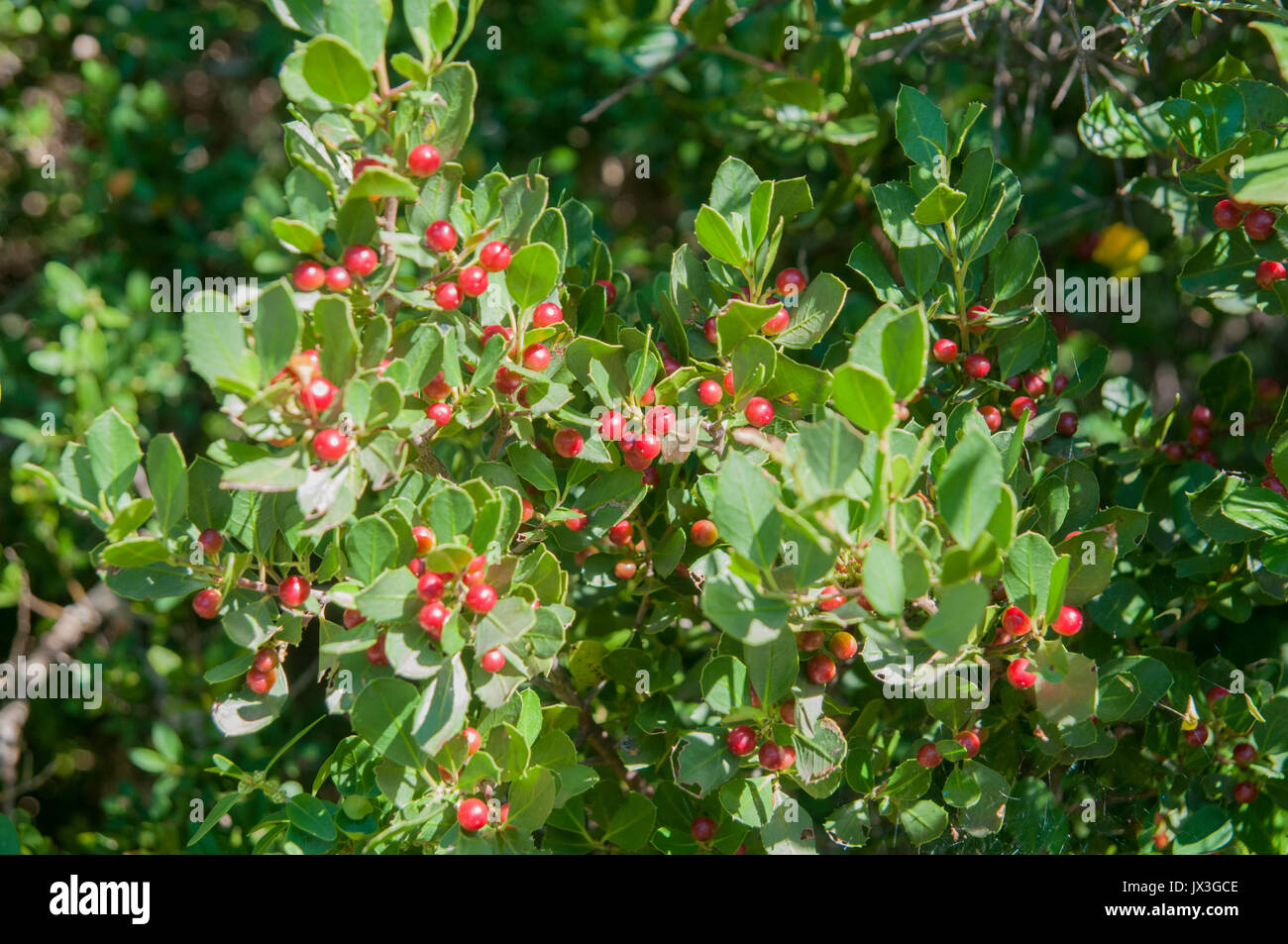 Lush green bush hi-res stock photography and images - Alamy