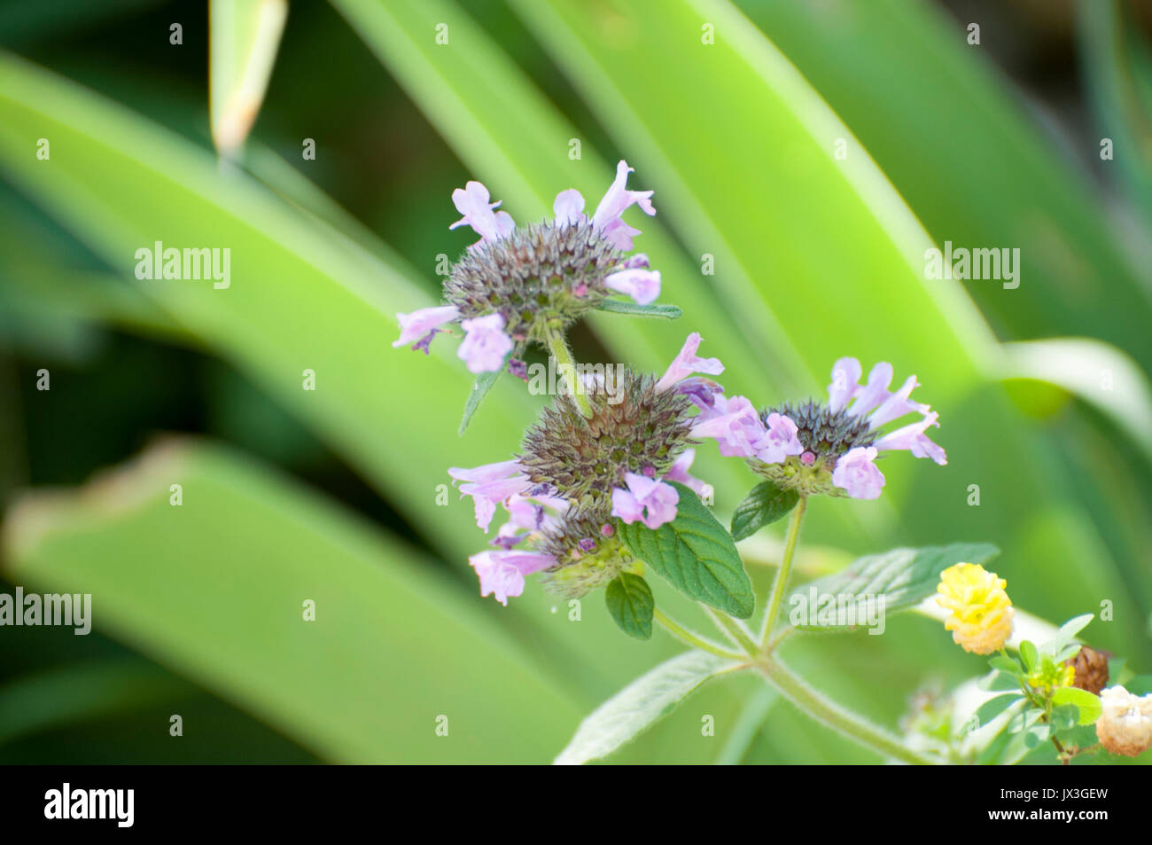Elaborate purple wildflower Photographed on Monte perdido, Pyrenees ...