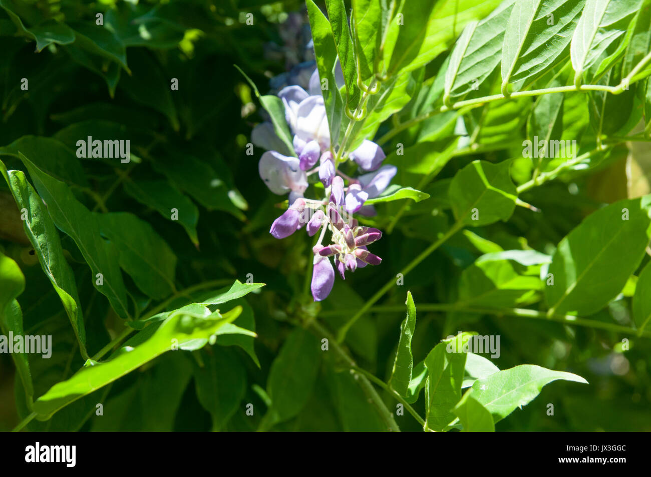 Bertrand leaves france hi-res stock photography and images - Alamy