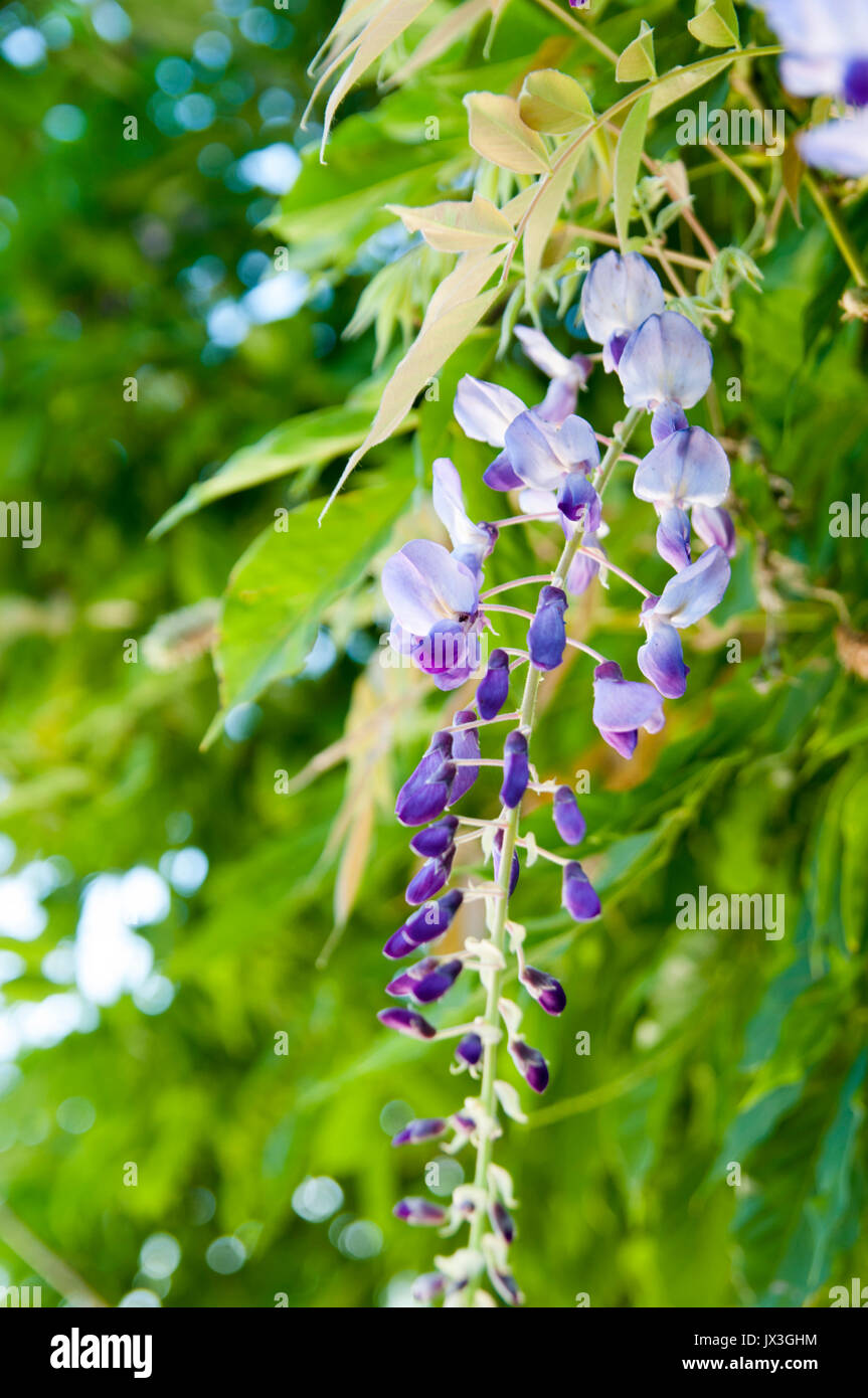 Bertrand leaves france hi-res stock photography and images - Alamy