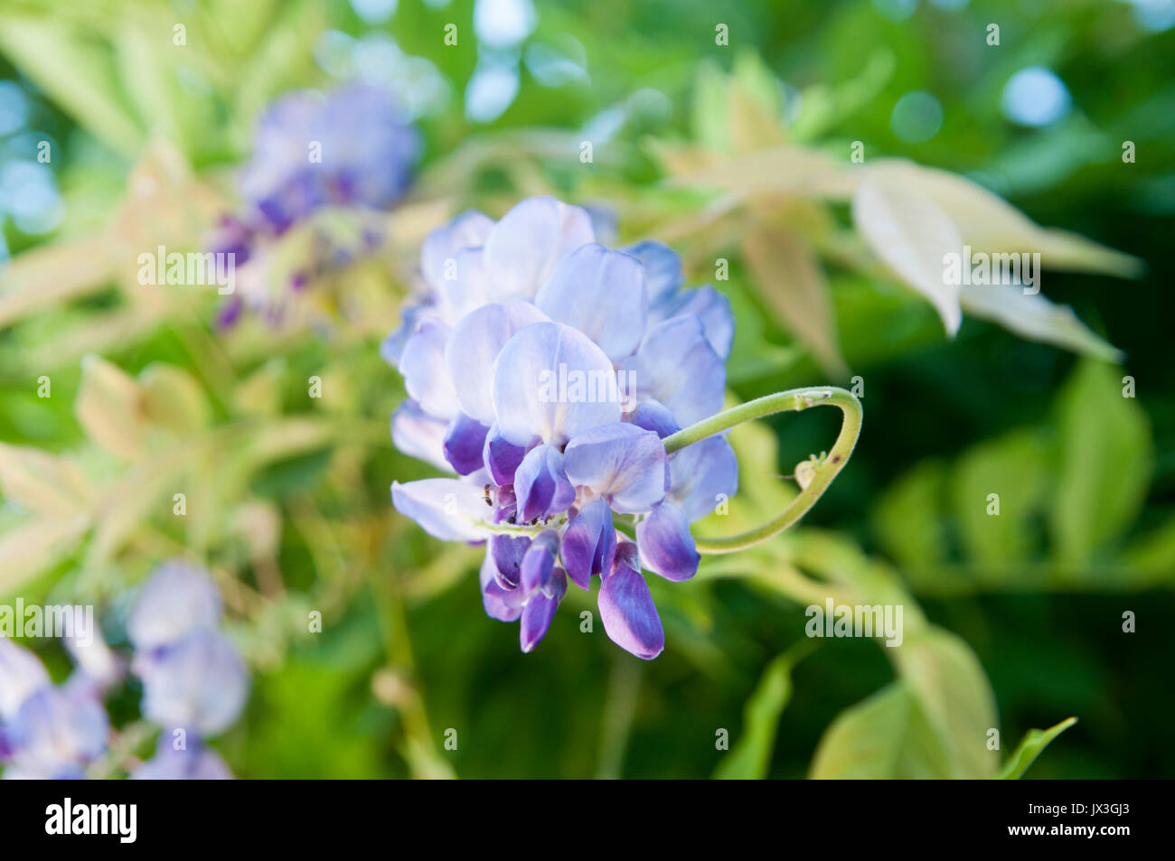 Bertrand leaves france hi-res stock photography and images - Alamy