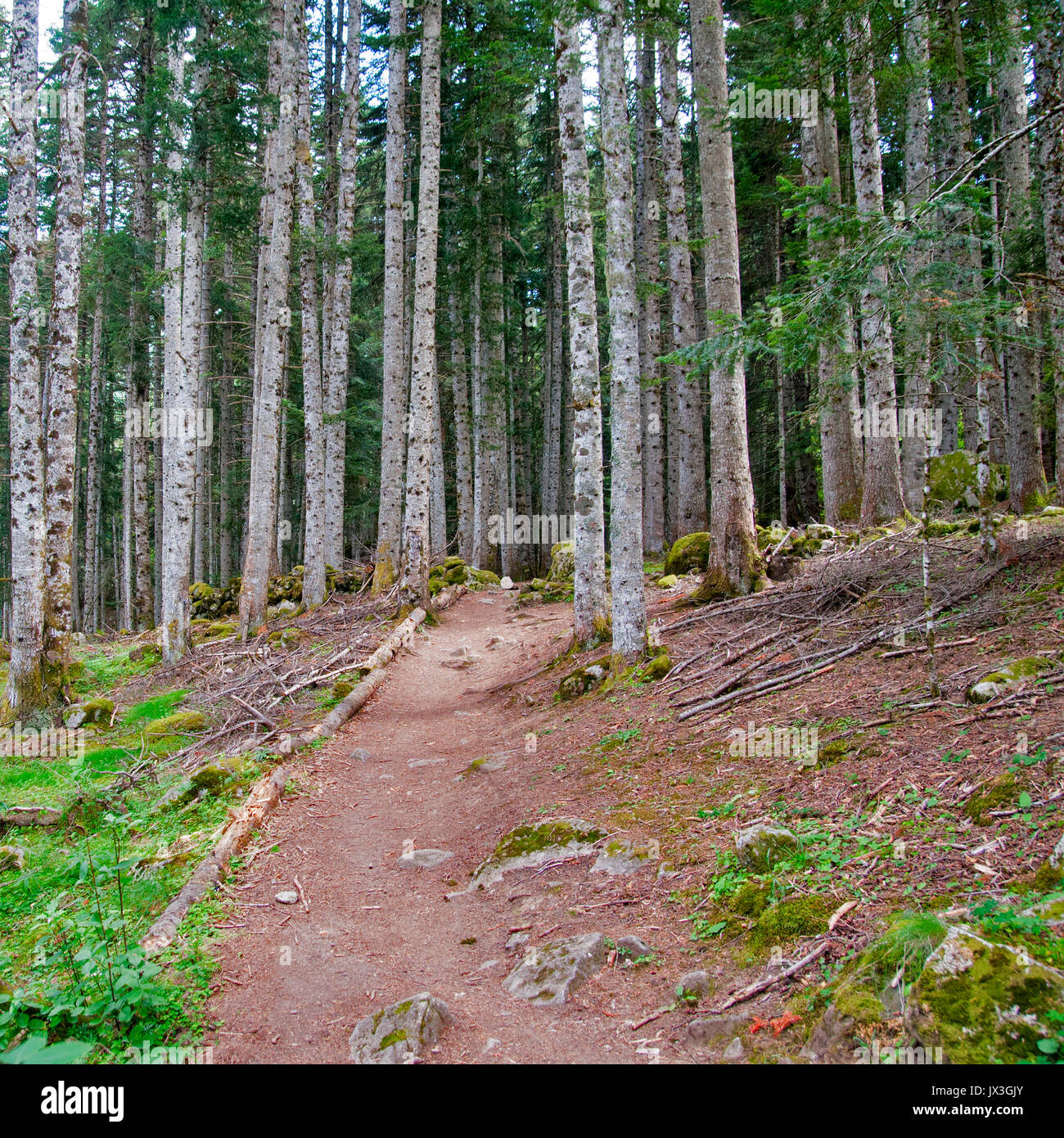 Dense natural forest. Photographed in The Pyrenees mountains, Val d ...