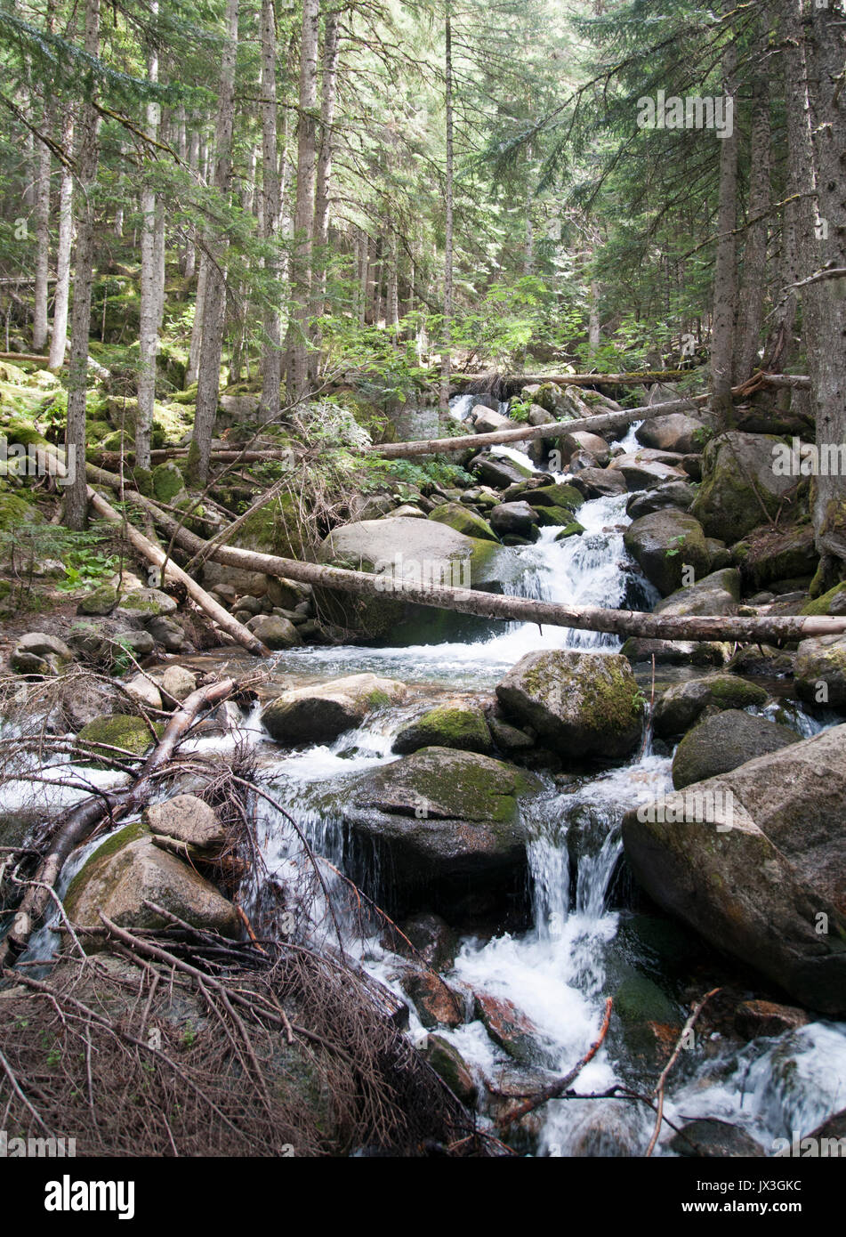 cascading stream in a natural forest. Photographed in The Pyrenees ...