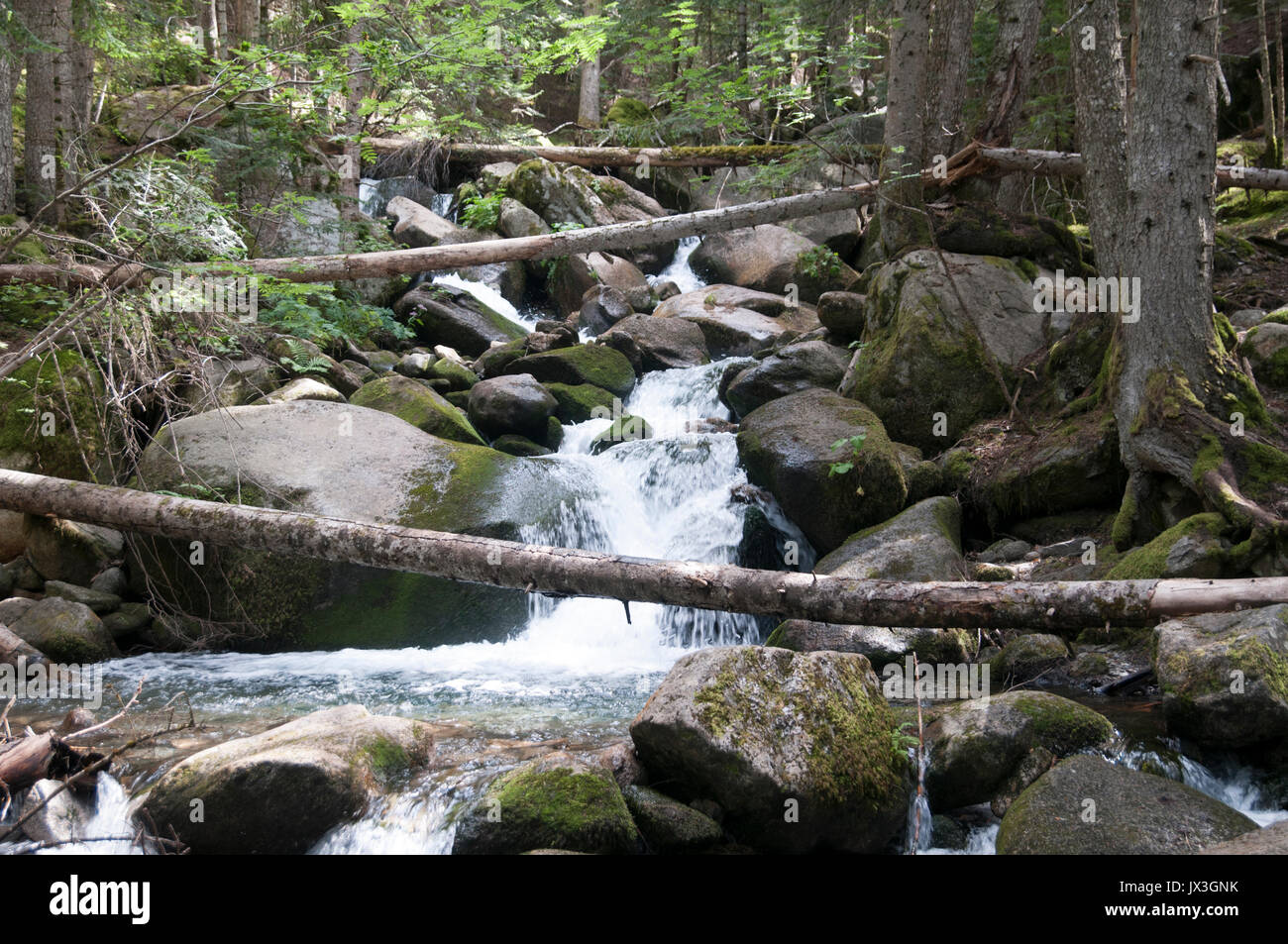 cascading stream in a natural forest. Photographed in The Pyrenees ...