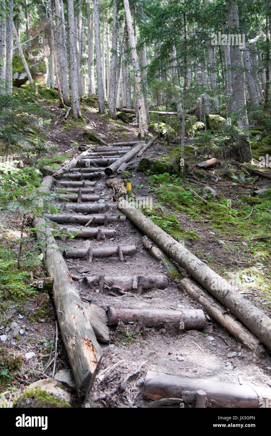a path in a dense natural forest. Photographed in The Pyrenees ...