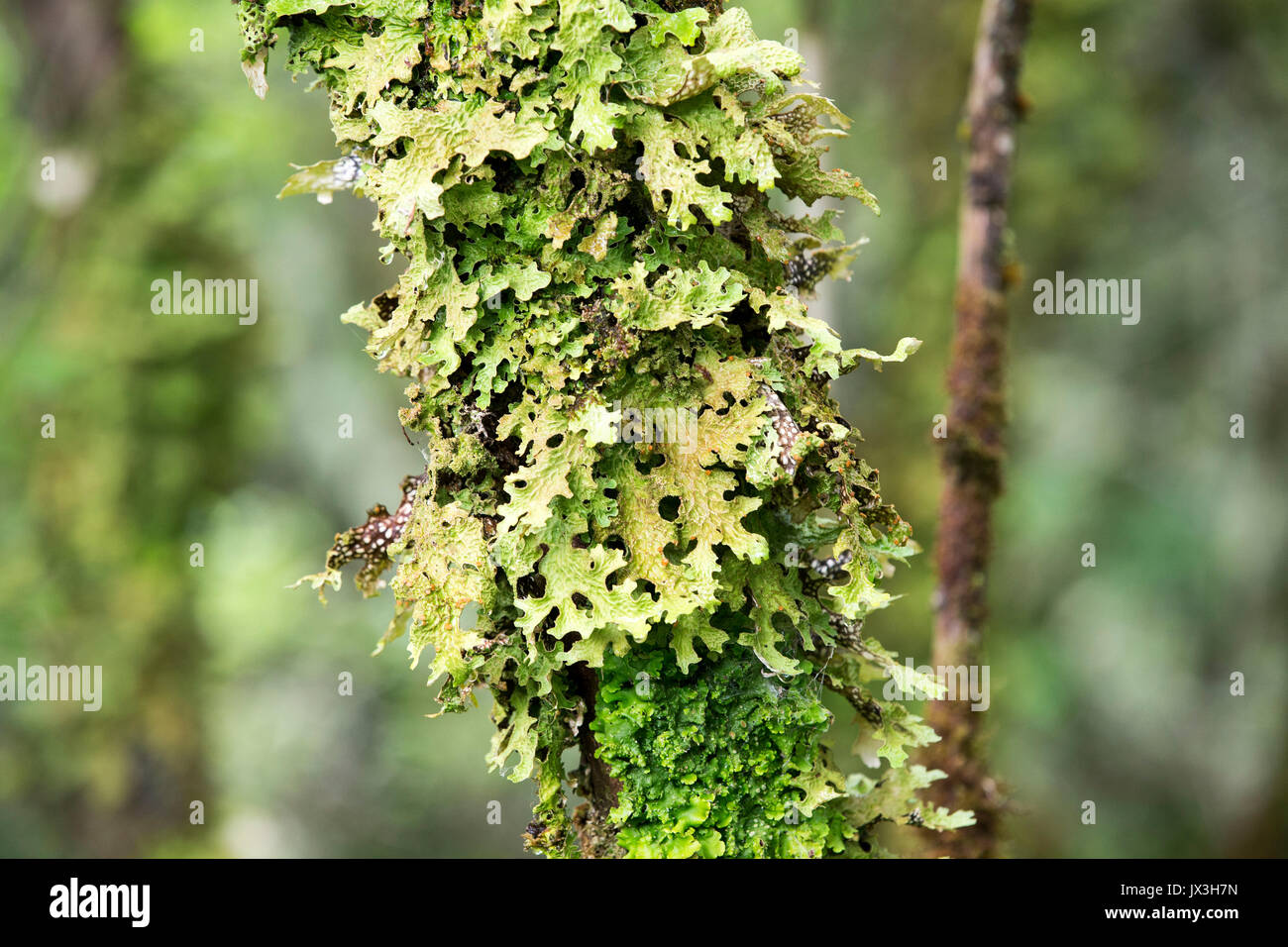 Fungi, Ferns and Lichen growing in Scottish Forest Stock Photo - Alamy