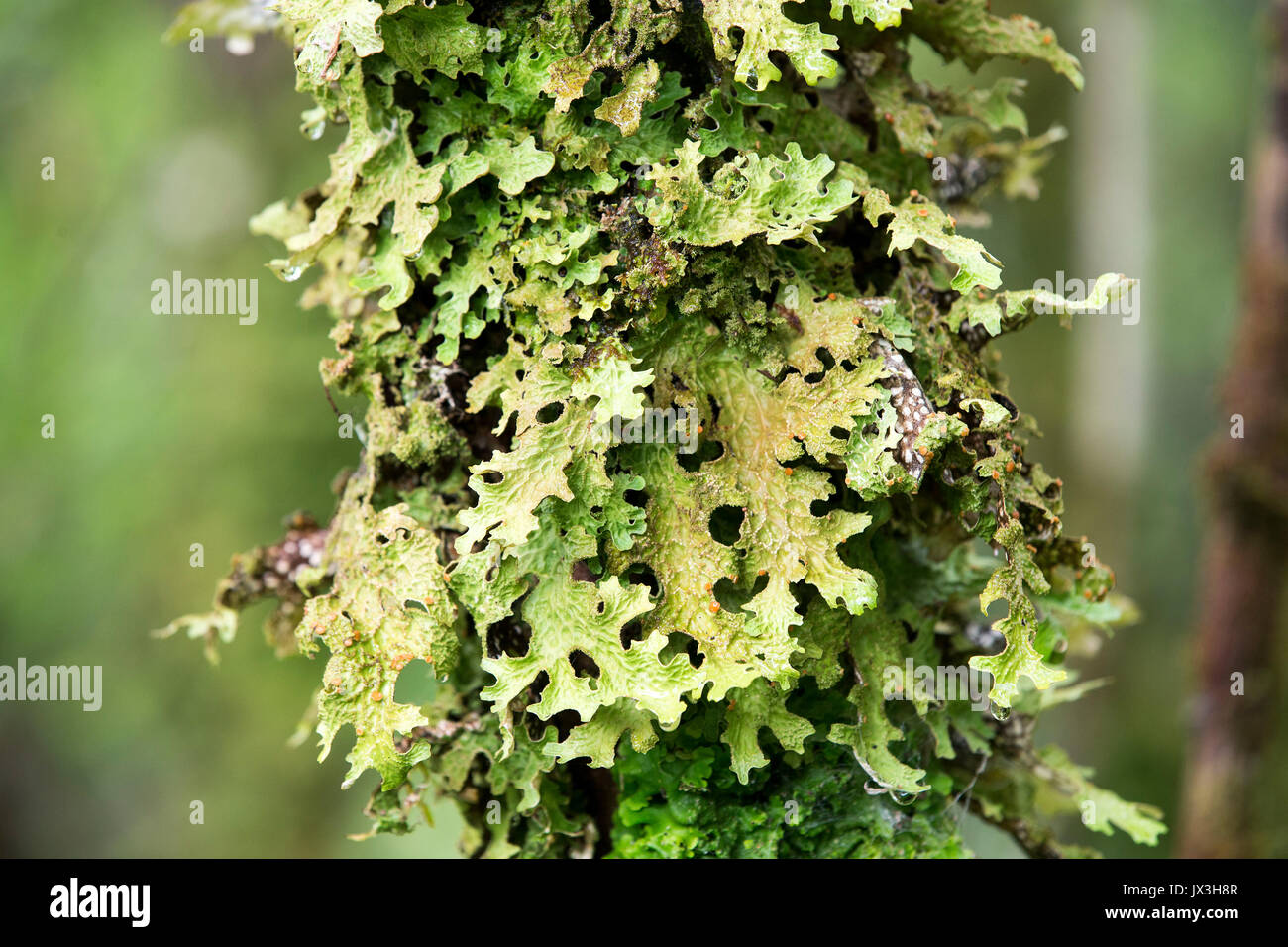 Fungi, Ferns and Lichen growing in Scottish Forest Stock Photo - Alamy