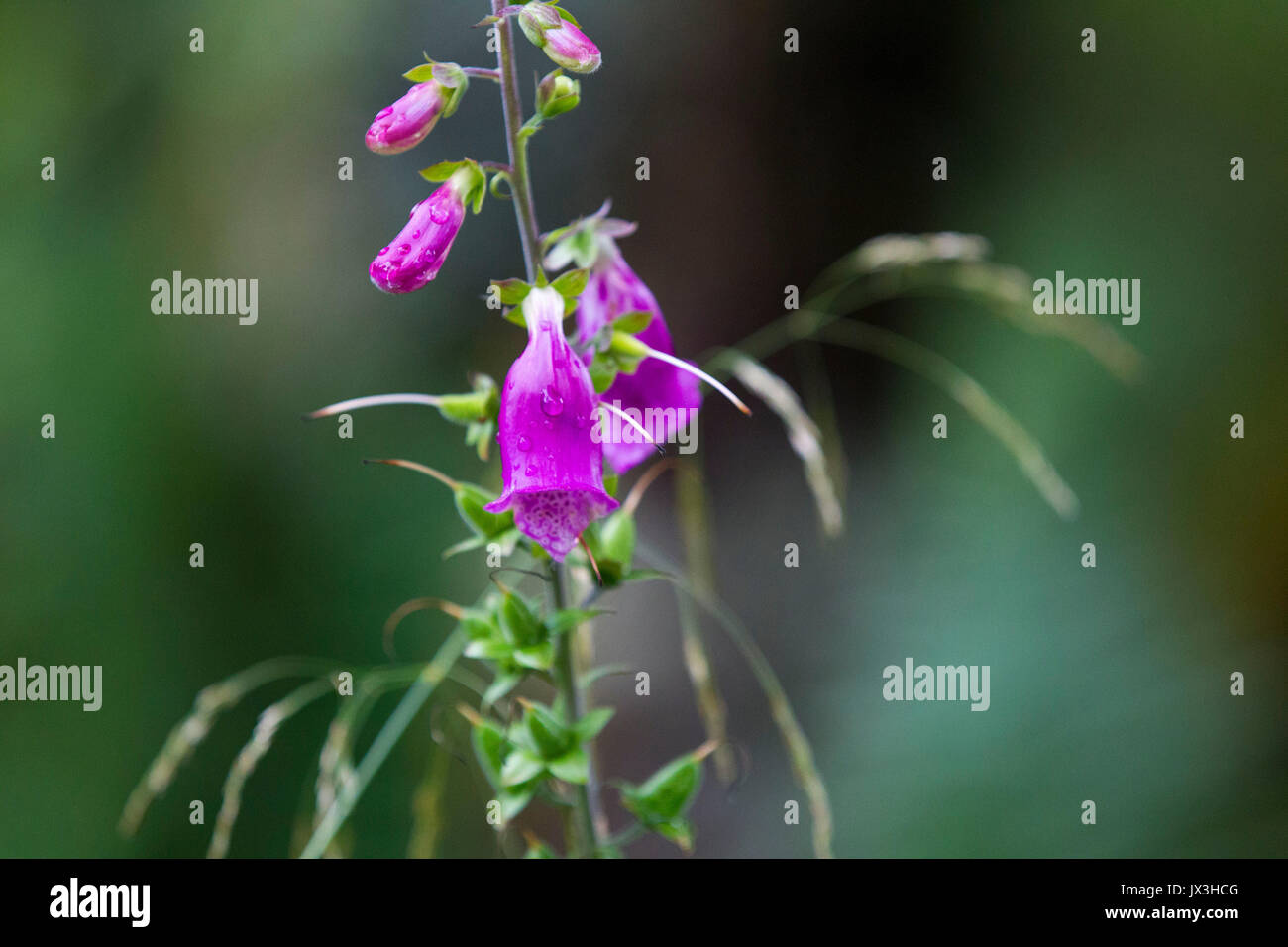Foxglove stem background hi-res stock photography and images - Alamy