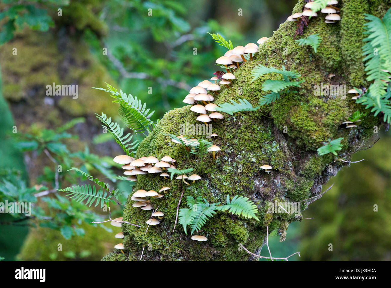 Mushroom symbiosis hi-res stock photography and images - Alamy