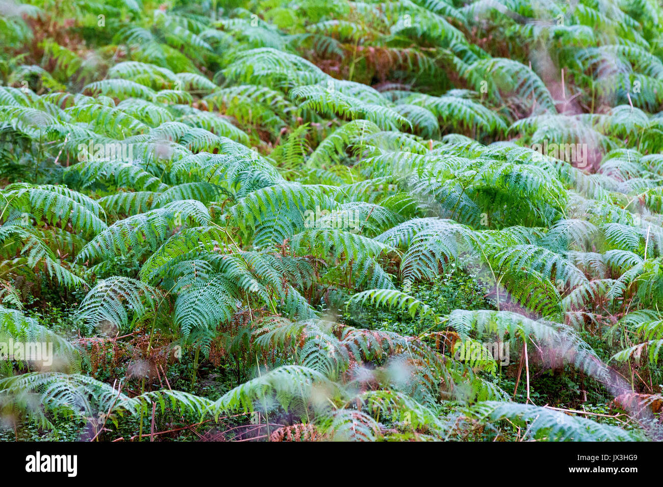 Fungi, Ferns and Lichen growing in Scottish Forest Stock Photo - Alamy